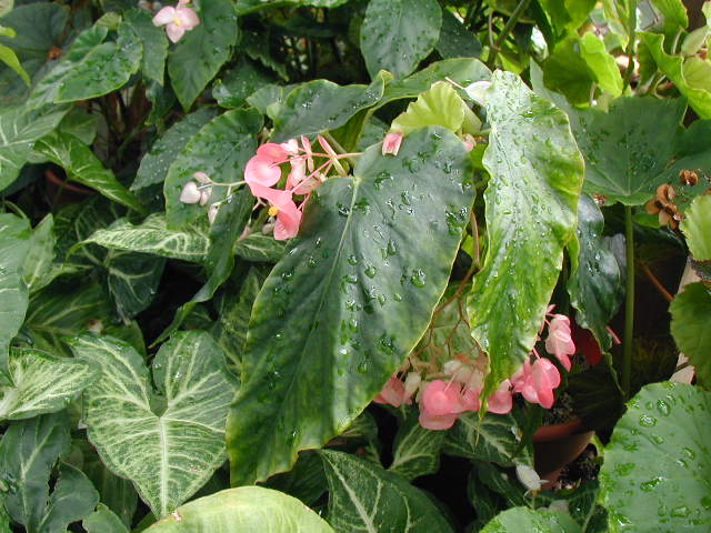 Class 450 - Astros Branch ABS