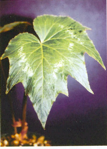 U251-U300 - Unidentified Species - Astros Branch ABS