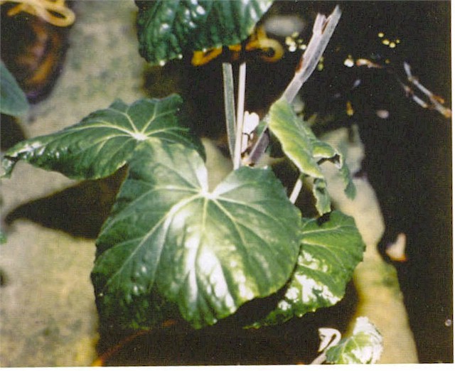 U251-U300 - Unidentified Species - Astros Branch ABS