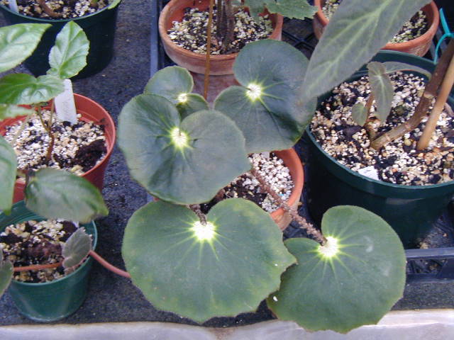 U301-U350 - Unidentified Species - Astros Branch ABS